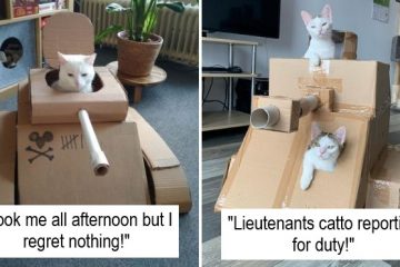 Gary The Rescue Cat Has Gained A Big Following Online After Posting His ...