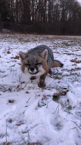 35 Cute Pictures Of Foxes That Show How Adorable They Really Are