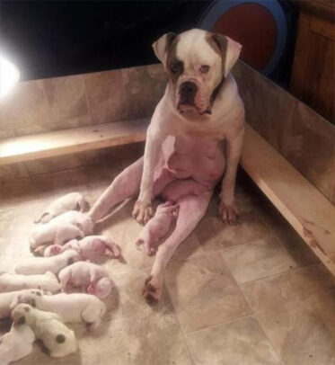 50 Funny Animal Expressions That Sum Up Motherhood Perfectly