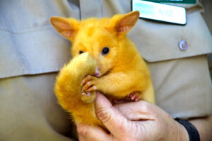 Rare Golden Possum Rescued By Australian Veterinary Clinic Looks Like ...