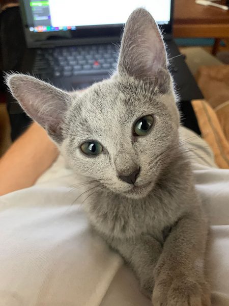 40 Heartwarming Pics Of Pets Lovingly Staring At Their Owners That Will ...