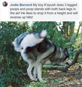 Will's Dog Poops In The Weirdest Positions, So He Asks If Other Dogs Do ...