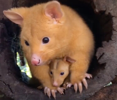 Rare Golden Possum Rescued By Australian Veterinary Clinic Looks Like ...
