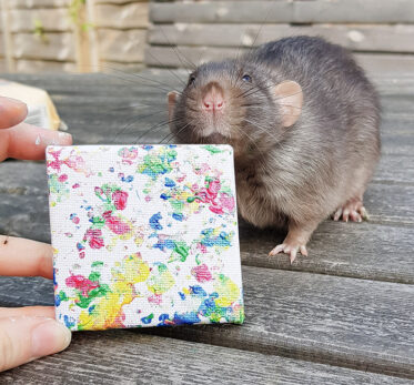 These Adorable Rats Have Been Creating Tiny Paintings And People Can't ...