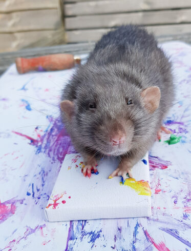 These Adorable Rats Have Been Creating Tiny Paintings And People Can't ...