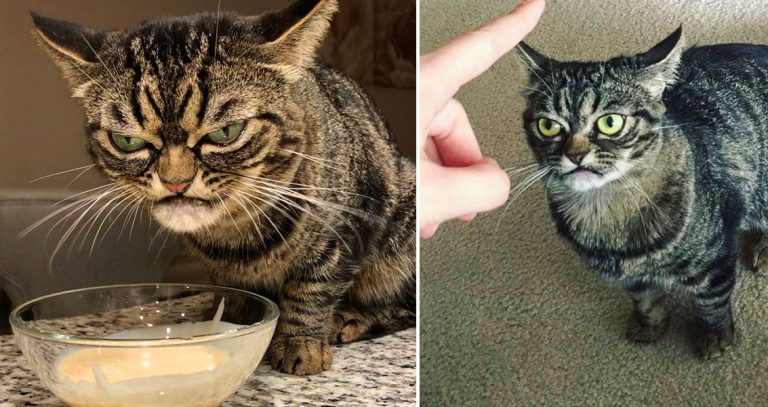 Meet "Kitzia" Dubbed The New Grumpy Cat - She Looks Absolutely Livid