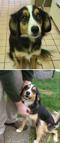 People Share Rescue Pet Photos That Will Warm Your Heart