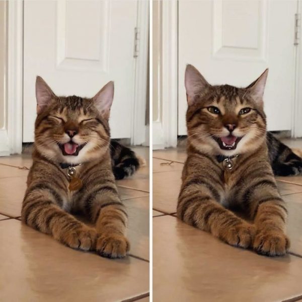 50 Adorable Cat Photos That Are Sure To Put A Smile On Your Face