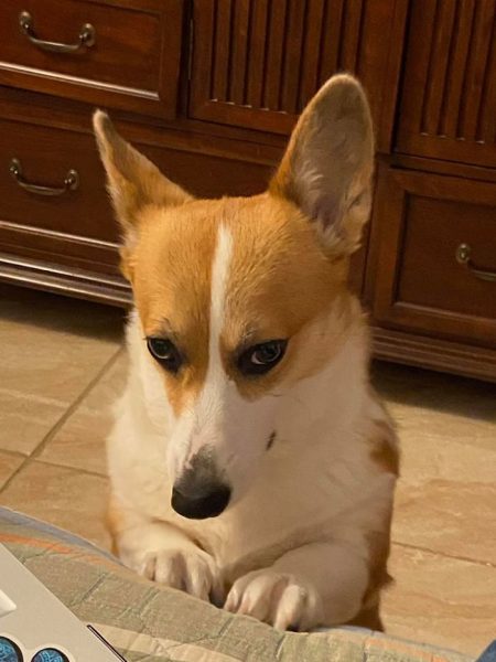 There's A Facebook Group Dedicated To Sharing Disapproving Corgi Photos
