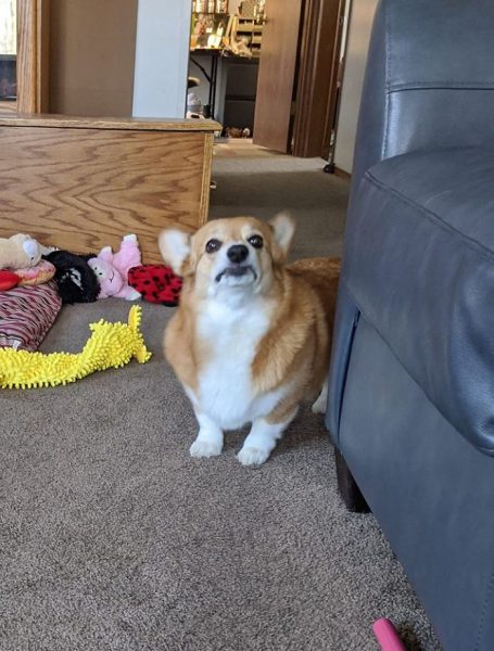 There's A Facebook Group Dedicated To Sharing Disapproving Corgi Photos