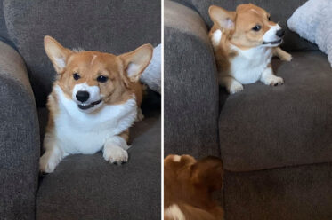There's A Facebook Group Dedicated To Sharing Disapproving Corgi Photos
