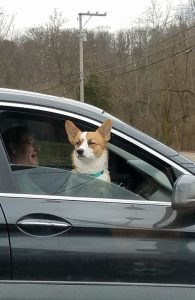 There's A Facebook Group Dedicated To Sharing Disapproving Corgi Photos