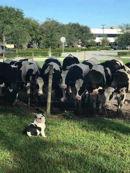 40 Funny Dog Posts That Will Definitely Put A Smile On Your Face