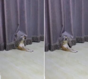 40 Funny Dog Posts That Will Definitely Put A Smile On Your Face