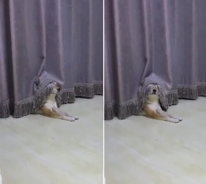 40 Funny Dog Posts That Will Definitely Put A Smile On Your Face