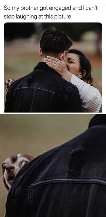 40 Funny Dog Posts That Will Definitely Put A Smile On Your Face