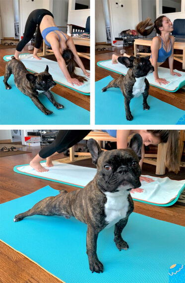 40 Funny Dog Posts That Will Definitely Put A Smile On Your Face