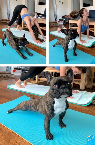 40 Funny Dog Posts That Will Definitely Put A Smile On Your Face