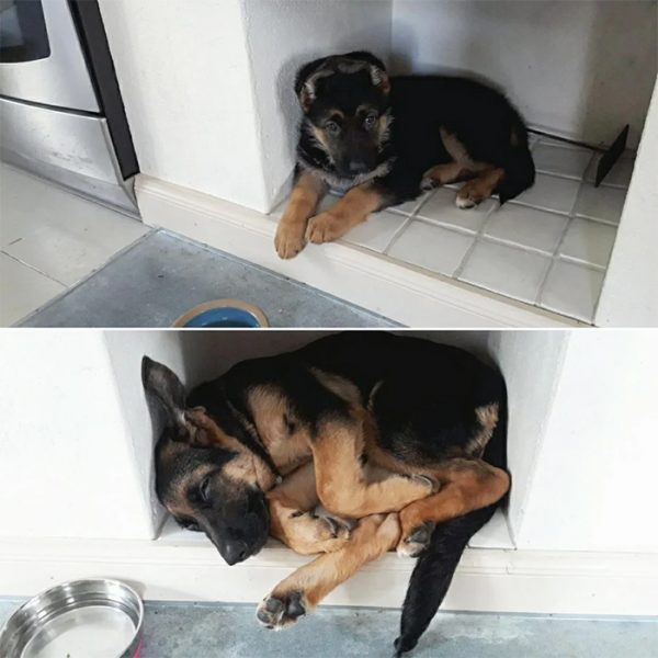 40 Funny Dog Posts That Will Definitely Put A Smile On Your Face