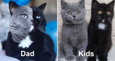 Alessandra Documents The Carefree Life Of Her Adorable Cat "Grisu" And ...