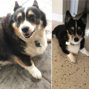 30 Dog Owners Share Photos Of Their Good Boys/Girls Losing Weight
