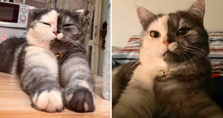 Meet ‘Wendy’ - The Chimera Cat With Two Colors Split Down The Middle Of ...