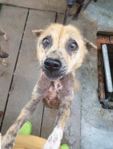 People Share Rescue Pet Photos That Will Warm Your Heart