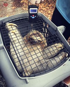 Animal Care Workers Show The Clever Tricks They Use To Weigh Different ...