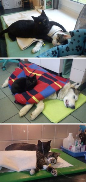 25 People Share Photos Of "Working Cats" And They're Hilarious