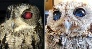 Rescued Blind Owl Named 'Zeus' Has Stunning Eyes That Look Like The Galaxy