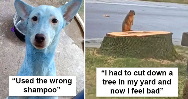 50 Photos Of Animals That Are Having A Much Worse Day Than You