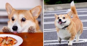 Meet Gen, The Corgi That's Gaining A Big Following Because Of His Funny ...