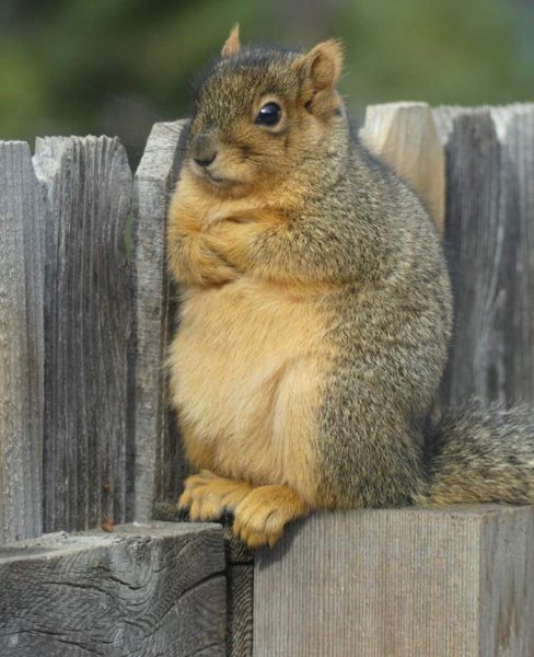 50 Photos That Remind Us How Awesome And Adorable Squirrels Really Are