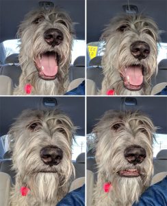 50 Photos Of Animals That Are Having A Much Worse Day Than You