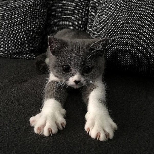 There's A 'Murder Mittens' Group That Features Cats Showing Off Their Claws
