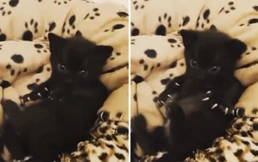 There's A 'Murder Mittens' Group That Features Cats Showing Off Their Claws