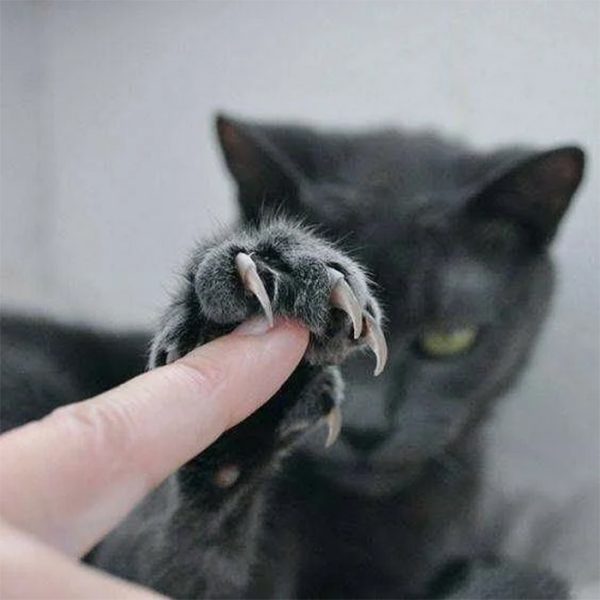 There's A 'Murder Mittens' Group That Features Cats Showing Off Their Claws