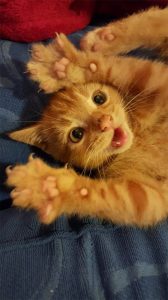 There's A 'Murder Mittens' Group That Features Cats Showing Off Their Claws