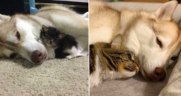 Meet Ikiru - The Cat That's Taken "Bleps" To Another Level And The ...