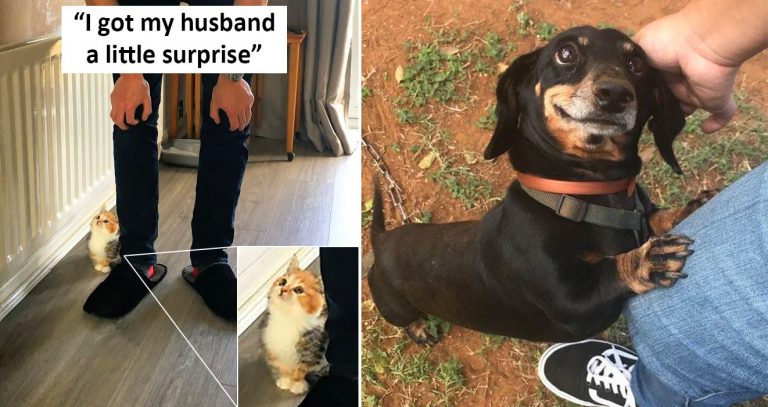 40 Heartwarming Pics Of Pets Lovingly Staring At Their Owners That Will ...
