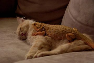 People Share Pics Of When Cats Met Lizards And They Don't Disappoint