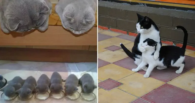 20 Adorable Photos Of Cats With Their Mini-Mes