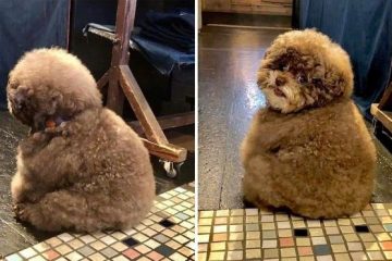 Meet 'Kiko' - The Adorable Dog That Poses For Photos In The Strangest Way