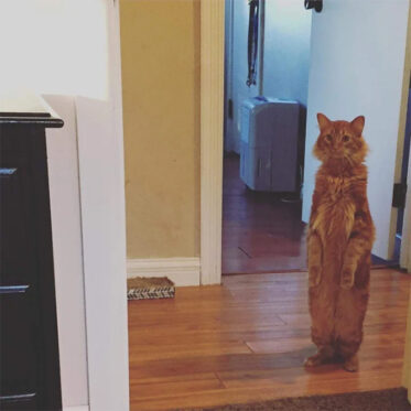 People Have Been Sharing Pics Of Their Cat's Overdramatic Acting And It ...