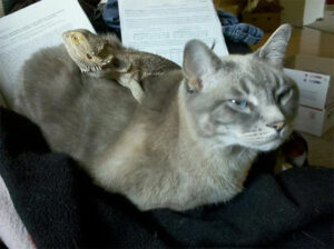People Share Pics Of When Cats Met Lizards And They Don't Disappoint