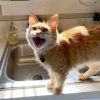 People Have Been Sharing Pics Of Their Cat's Overdramatic Acting And It ...
