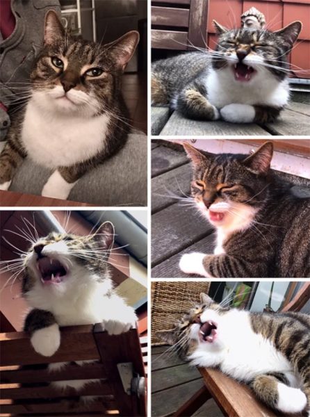 People Have Been Sharing Pics Of Their Cat's Overdramatic Acting And It ...