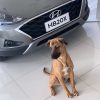 Stray Dog Constantly Visits Hyundai Dealership So They Hired Him And ...