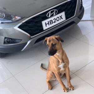 Stray Dog Constantly Visits Hyundai Dealership So They Hired Him And ...