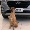 Stray Dog Constantly Visits Hyundai Dealership So They Hired Him And ...